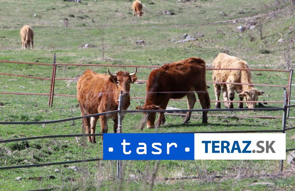 PS kritizuje pasenie kráv na Snilovskom sedle v Malej Fatre
