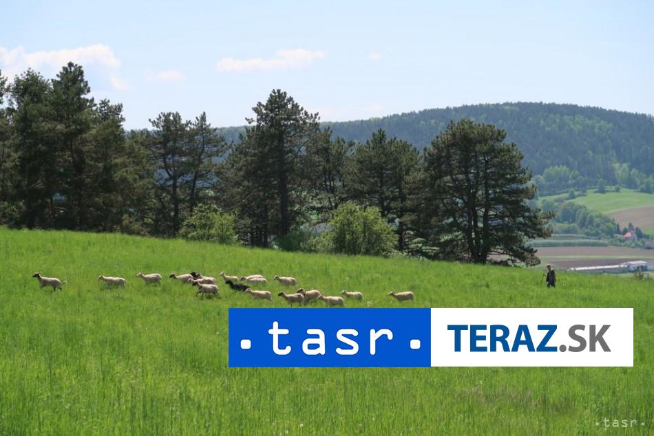 O ovce na Pažici sa bude starať pastier, ktorého zamestnáva mesto