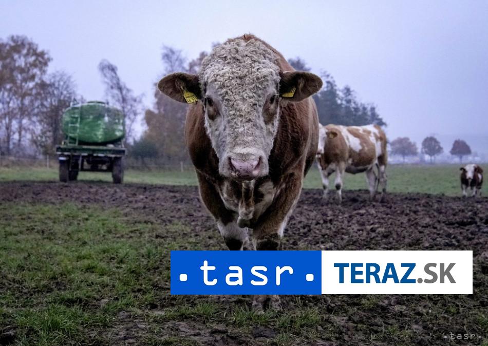 Priemern Cena Surov ho Mlieka Na Slovensku V Okt bri Vzr stla Priemern Cena Surov ho Mlieka Na Slovensku V Okt bri Vzr stla