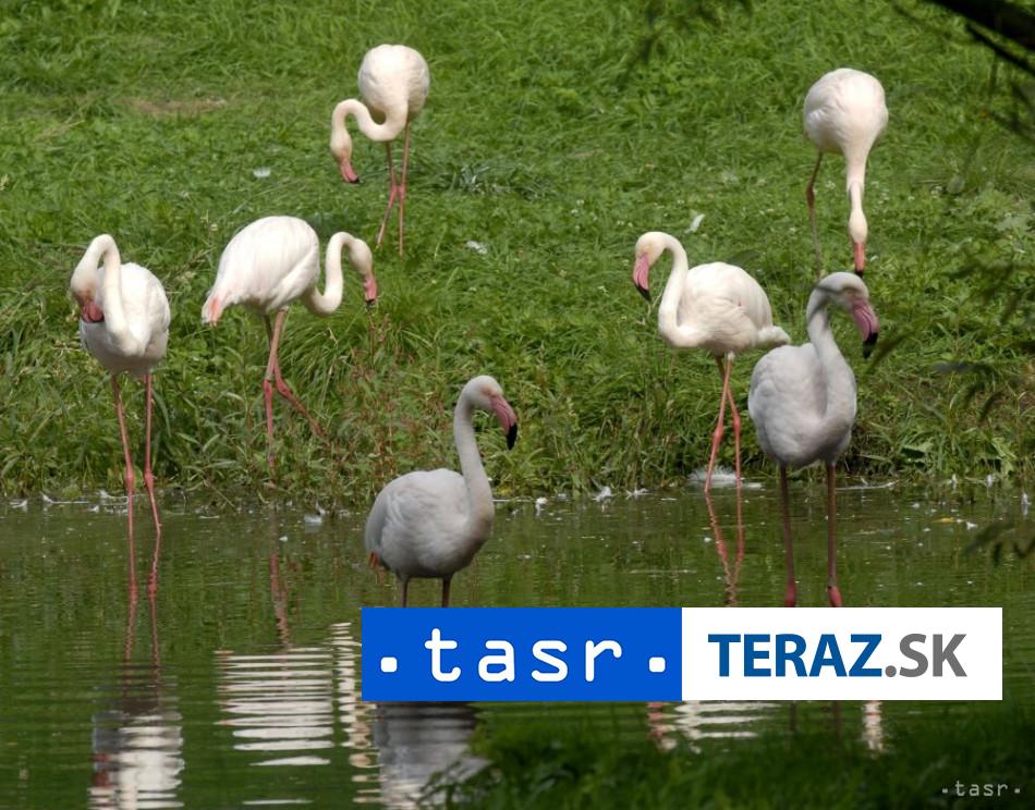 Plameniak čilský v bojnickej zoo sa dožíva 50 rokov