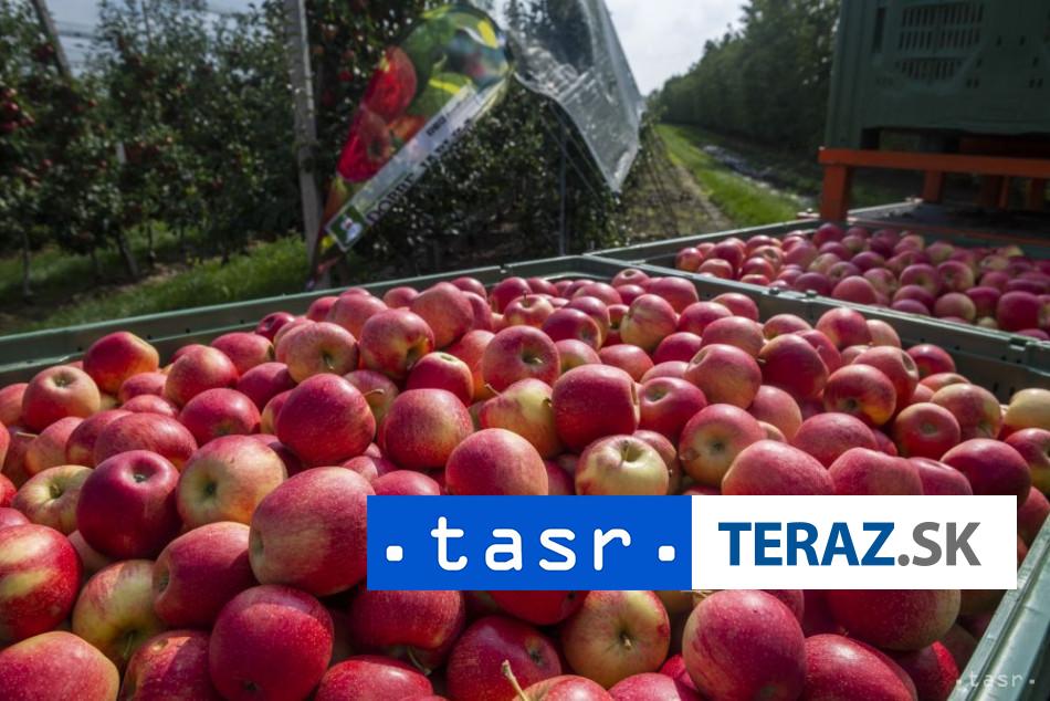 Emilove sady ukončili samozber jabĺk zadarmo, záujem bol enormný