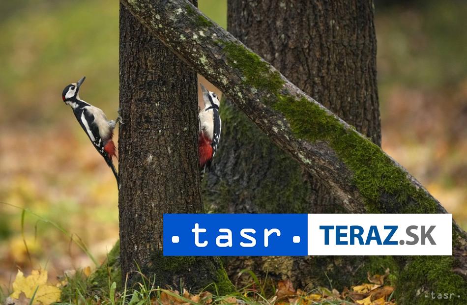 VEĽKÁ PREDPOVEĎ POČASIA: Teplý október, studený november