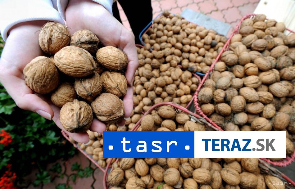 Pestovateľ orechov chce pri Fiľakove rozšíriť produkciu
