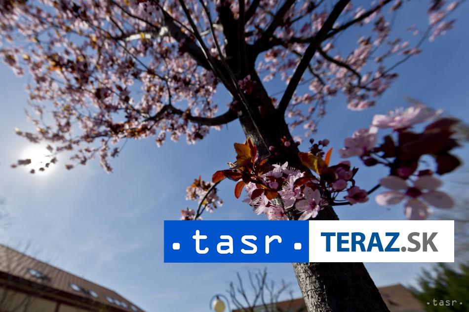 Do súťaže Strom roka 2023 možno prihlasovať stromy do 5. mája