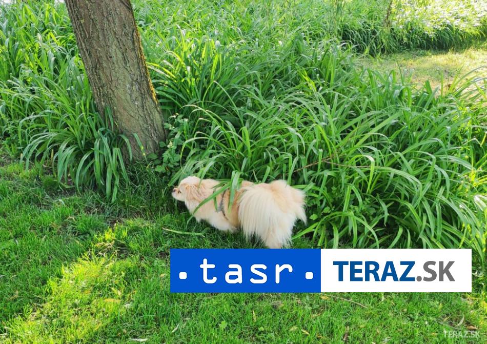 Projekt botanickej záhrady priniesol do ZSS Viničky v Nitre novú zeleň