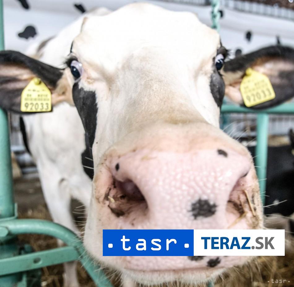 V Nitre sa pokúšajú o záchranu cementárok, pôvodného plemena dobytka