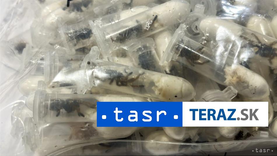 NEČAKANÝ NÁLEZ: Na letisku našli v obaloch od sušienok 1500 tarantúl