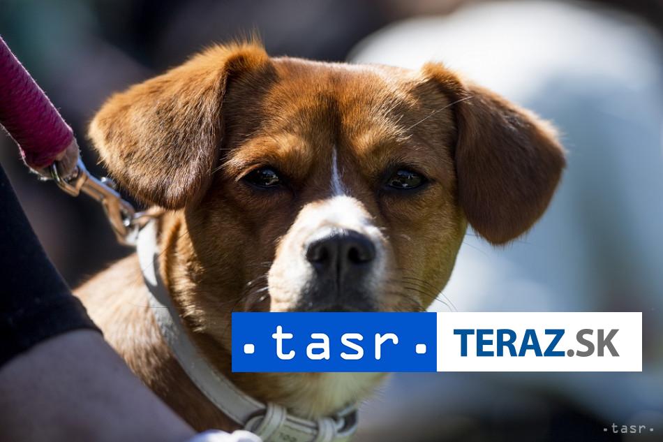 Sloboda zvierat: Pes nemá byť vecou darovania