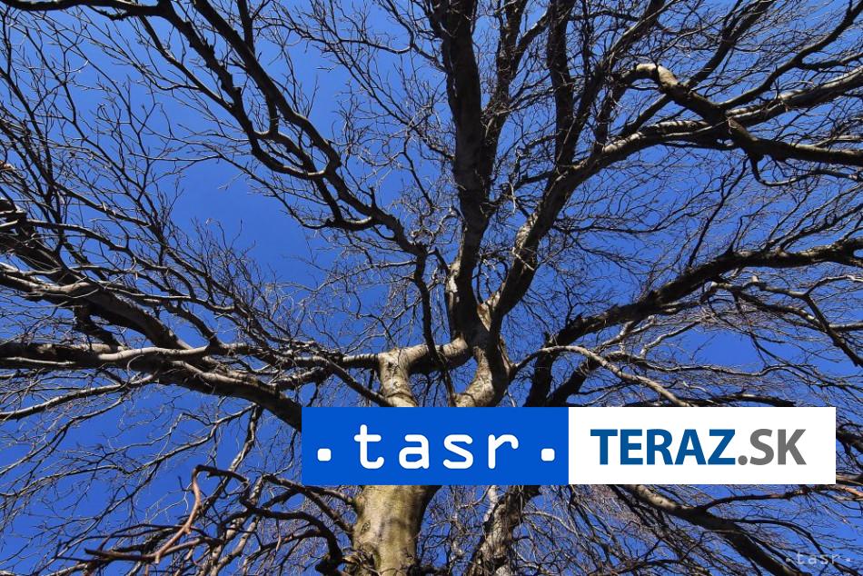 Stredoveký dub z Malaciek súťaží v ankete Európsky strom roka