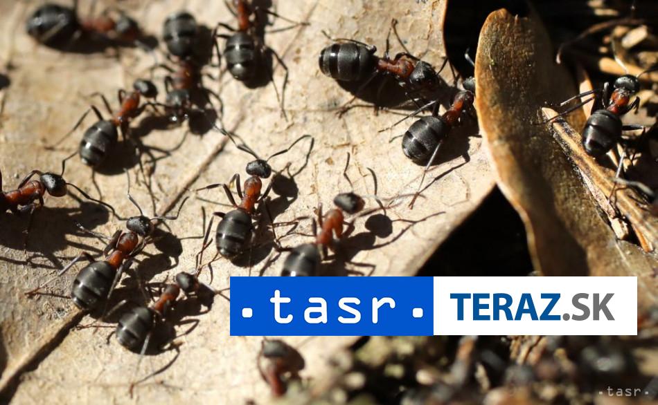 NEUVERITEĽNÁ SCHOPNOSŤ: Mravce vedia z moču vyčuchať rakovinu